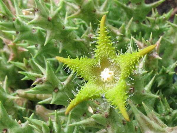 Orbea dummeri (Stapelia dummeri) | World of Succulents Orbea dummeri (Stapelia dummeri) | World of Succulents