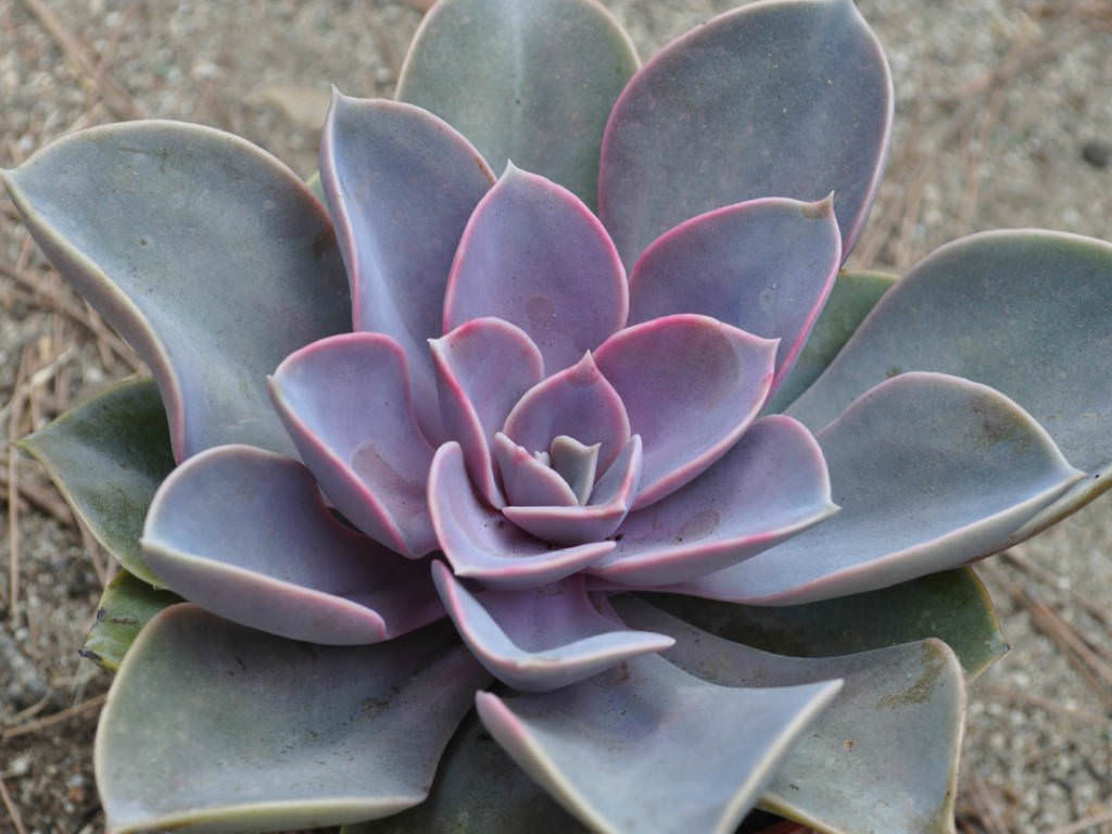 Echeveria 'Perle Von Nürnberg' | World of Succulents
