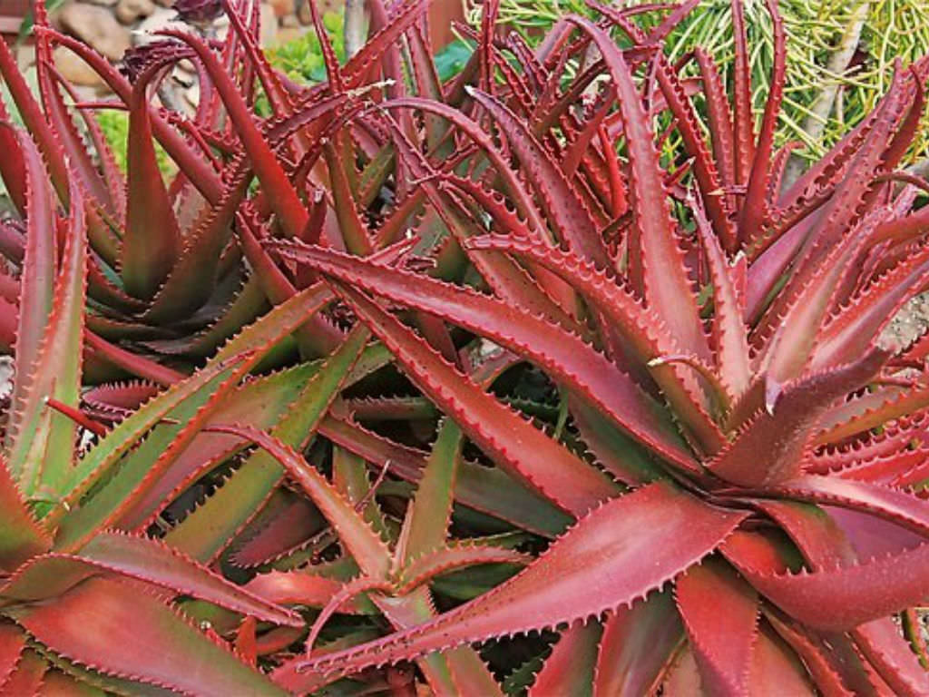 Aloe Cameronii Red Aloe World Of Succulents