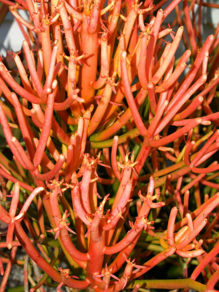 Euphorbia Tirucalli Tree