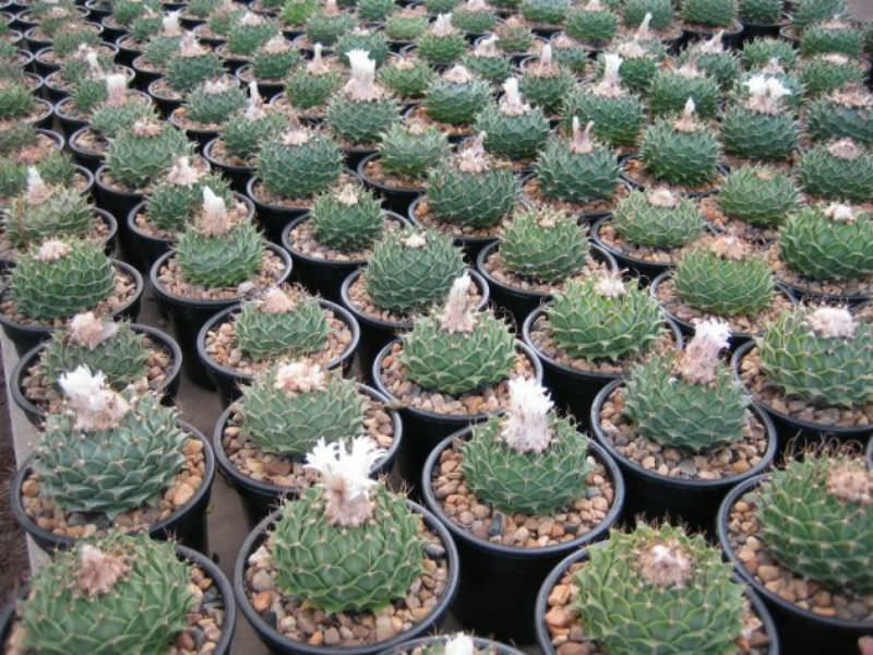 10 of the Most Unique Cacti | World of Succulents