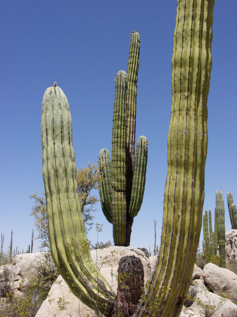 Pachycereus pringlei - Mexican Giant Cardon, Elephant Cactus | World of ...