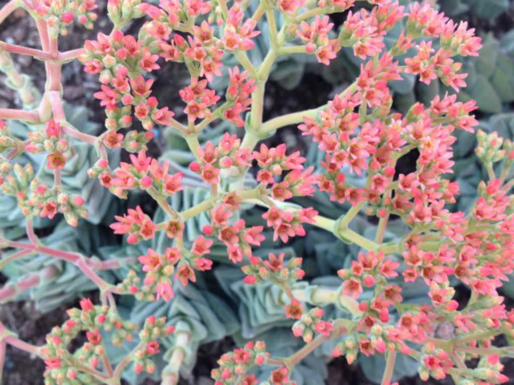 Crassula 'Moonglow' | World of Succulents
