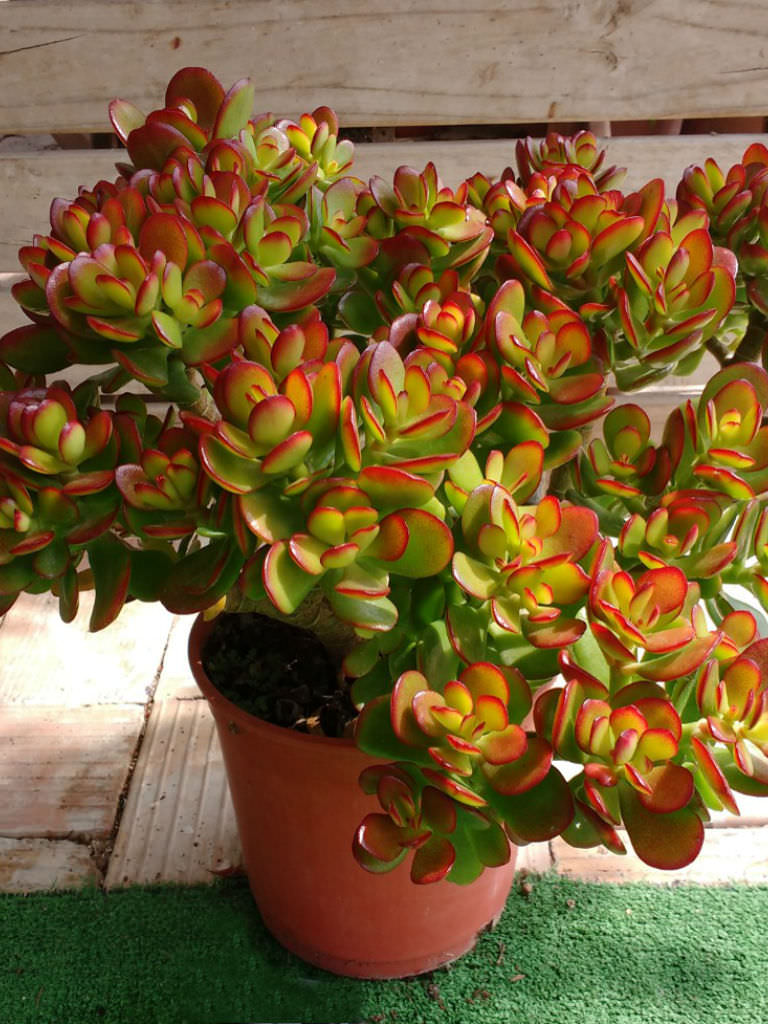 Crassula ovata 'Crosbys Compact' - Dwarf Jade Plant | World of Succulents