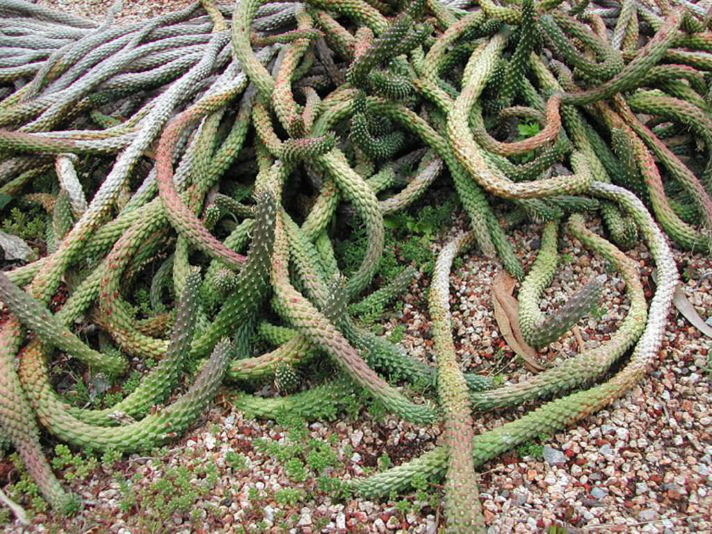 Euphorbia caput-medusae - Medusa's Head | World of Succulents
