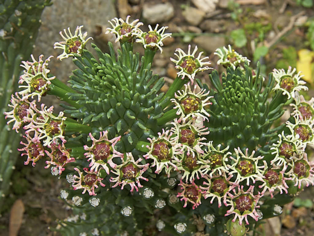 Euphorbia caput-medusae - Medusa's Head | World of Succulents